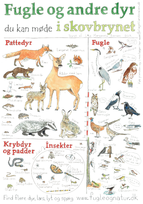 Bliv klog på danske dyr. Find plakat her.